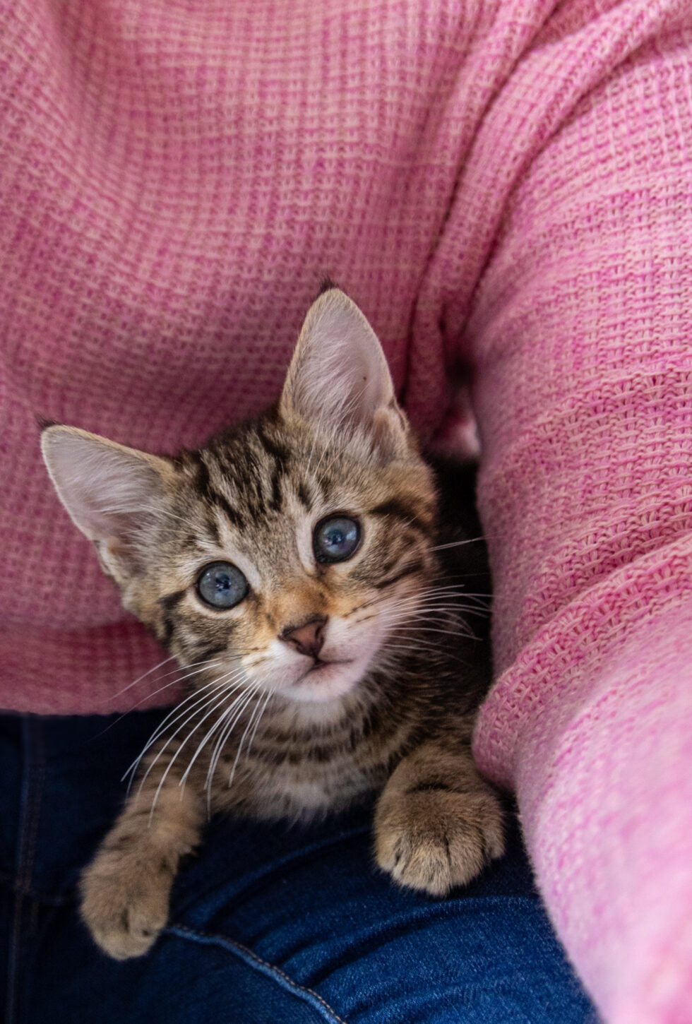Donate Today | Project Meow