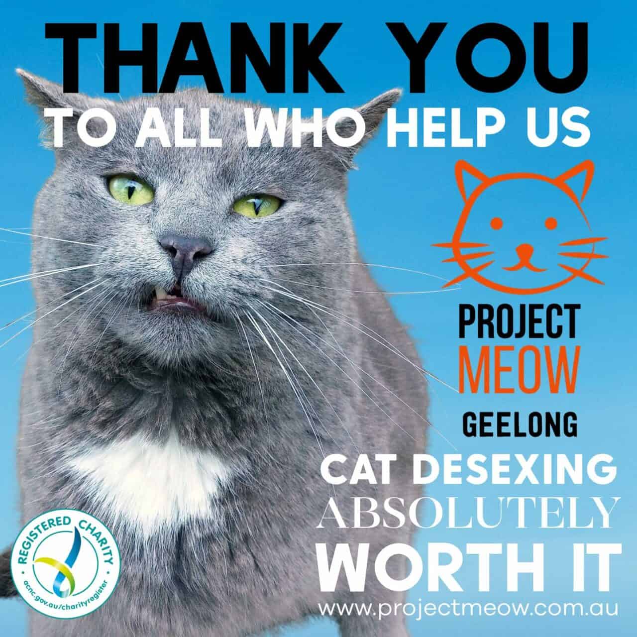 Project Meow cat desexing charity